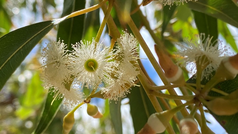 Yannow Boonark: Slow Moving Trees | State Library of Western Australia